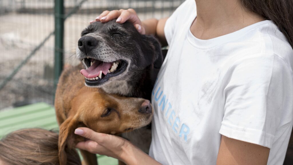 How To Care For A Rescue Dog: Essential Tips | Off Leash K9 Training Naples